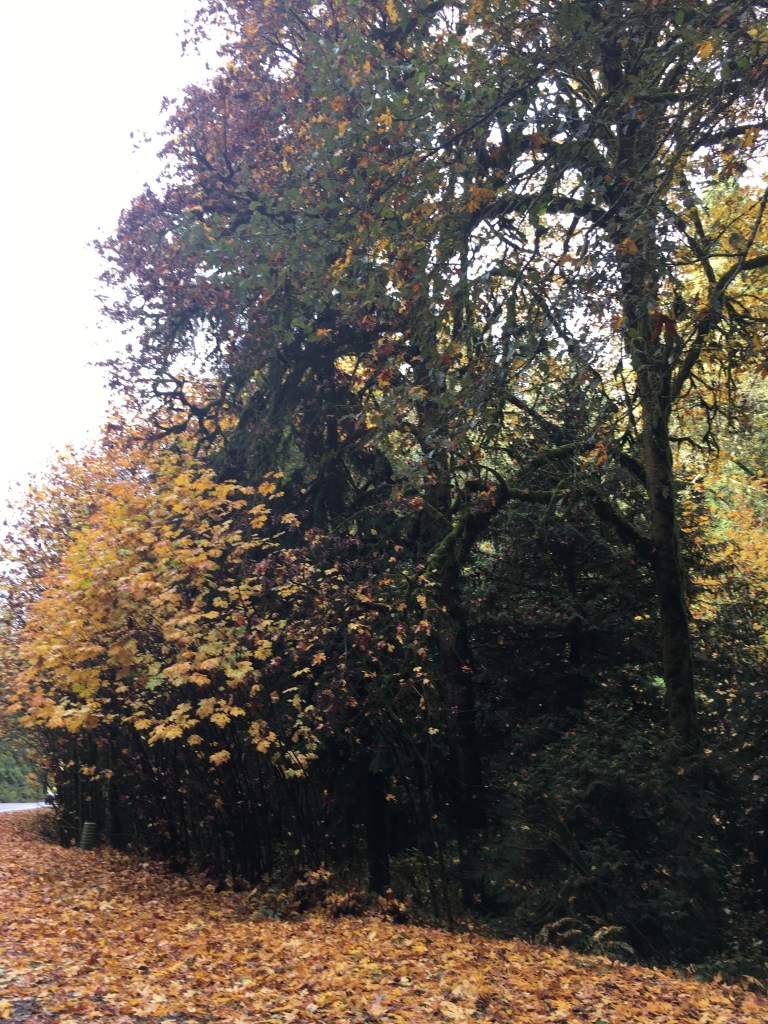 Missing Autumn | seaglasslife